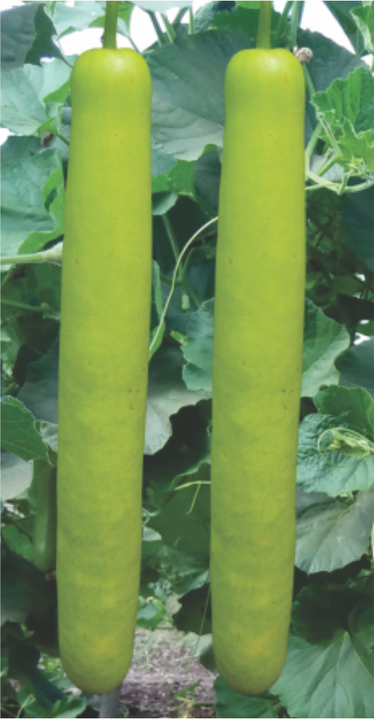 Hybrid Bottle gourd NBBH – 468 (Anil) – Novel Seeds Private Limited